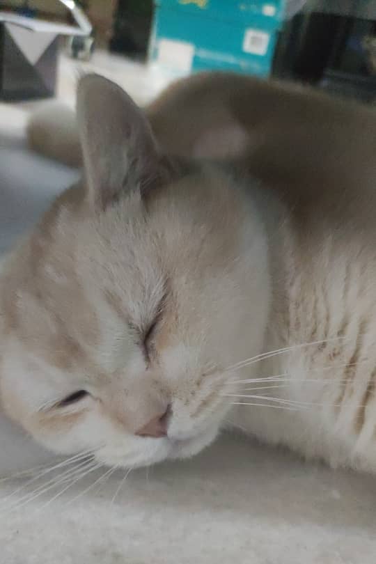 Buku Skrap Digital Generasi Madani, Sekolah Bebas Dadah 2024 - Flip eBook Pages 1-10 | AnyFlip