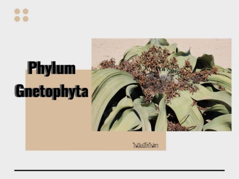 Phylum Gnetophyta