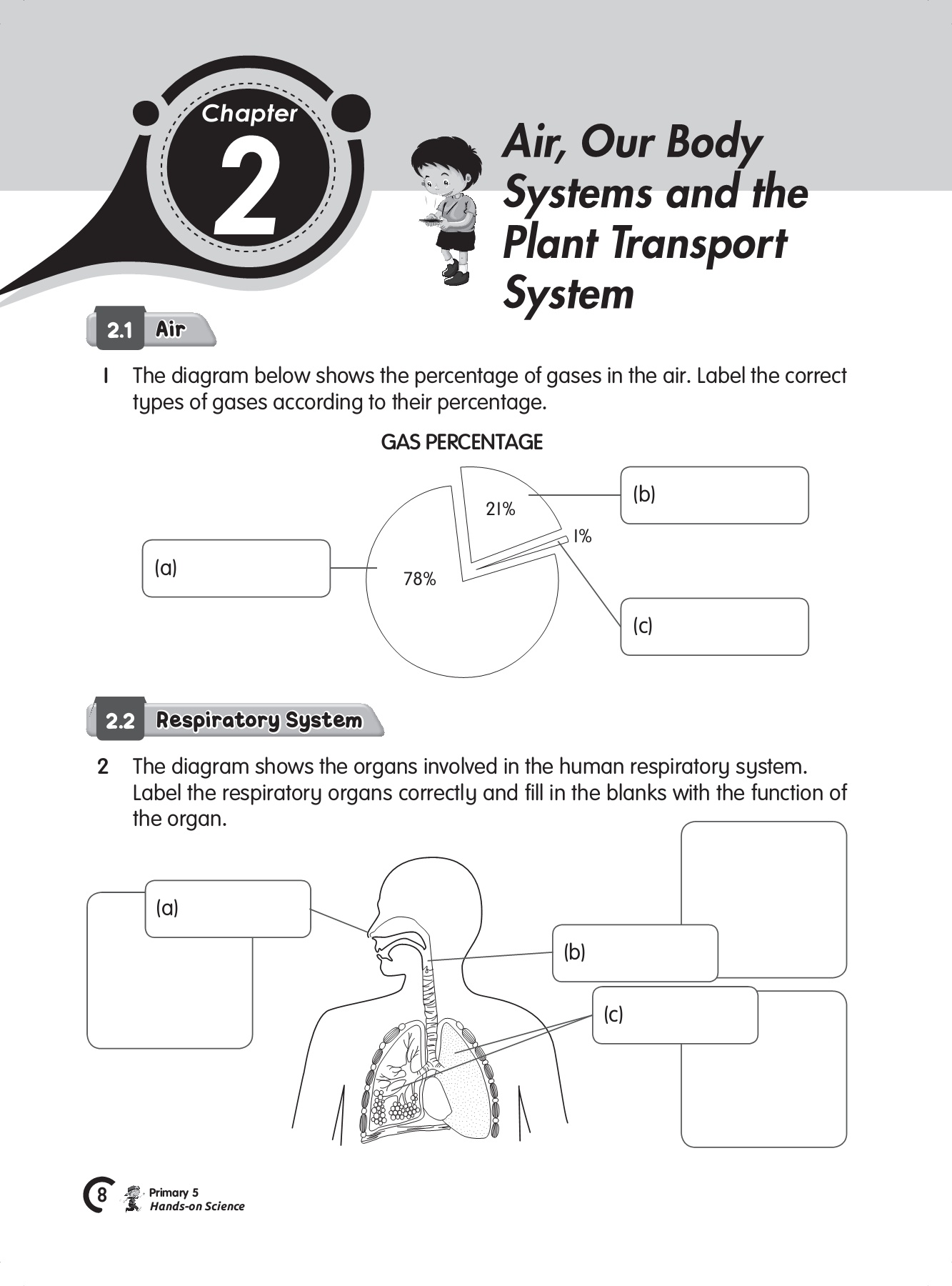 The Respiratory System Worksheet Fill In The Blanks Answers