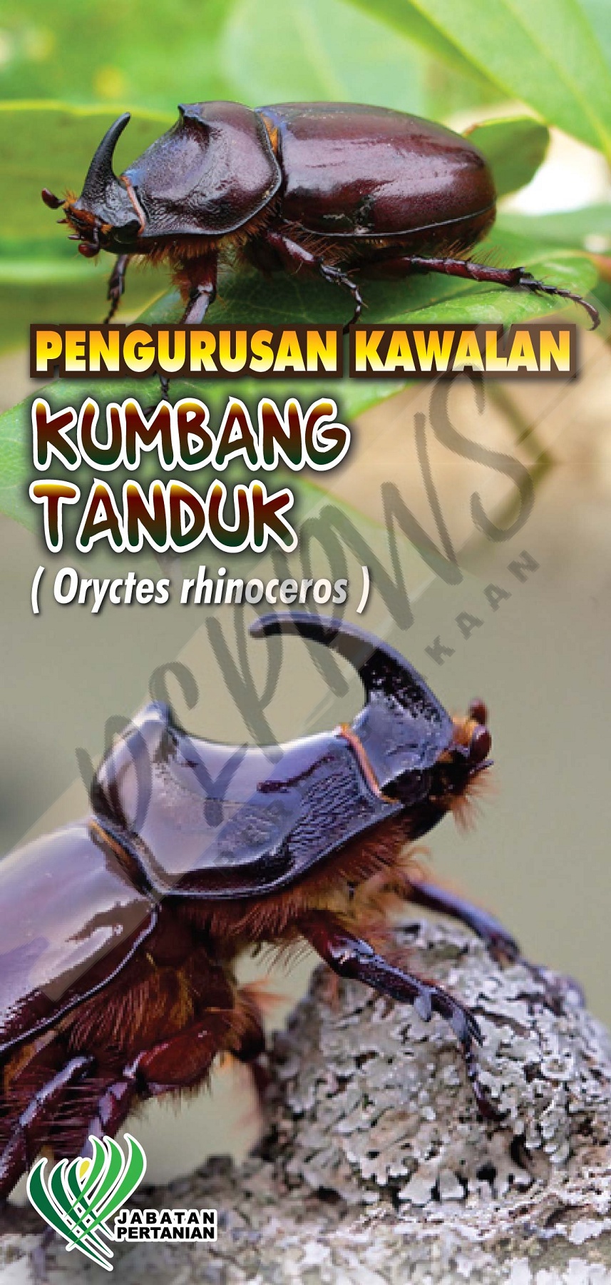 Kumbang Tanduk Hornet Beattle Black, Image & Photo (Free Trial)