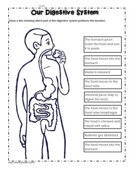 Digestive-System-at-Work - triska.rachmawani Flip PDF | AnyFlip