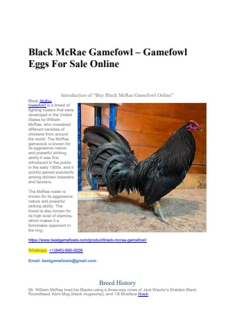 Black McRae Gamefowl – Gamefowl Eggs For Sale Online - fralko tank Flip ...