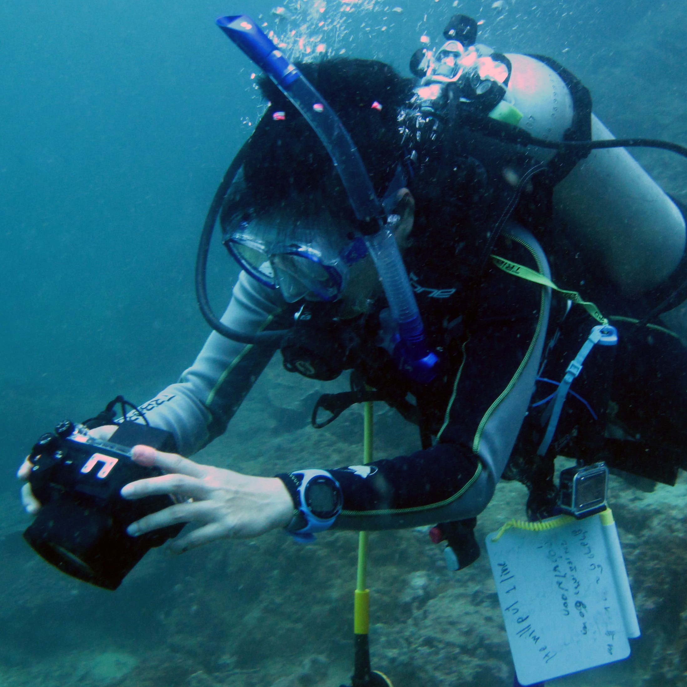 Indo Pacific Coral Finder - Flip eBook Pages 1-33 | AnyFlip