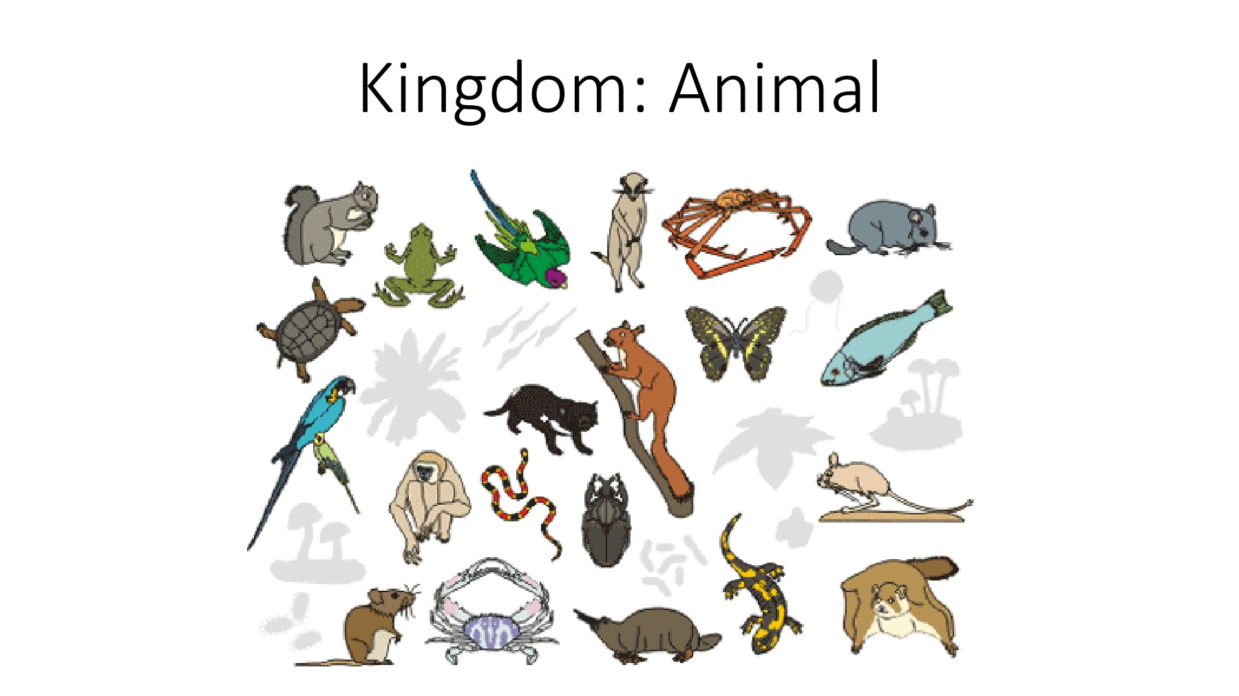 Kingdom Animalia Examples