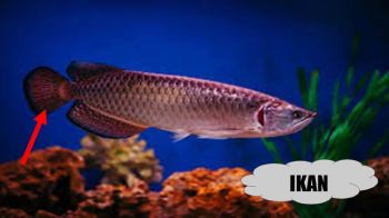 IKAN - acang 177 Flip PDF | AnyFlip