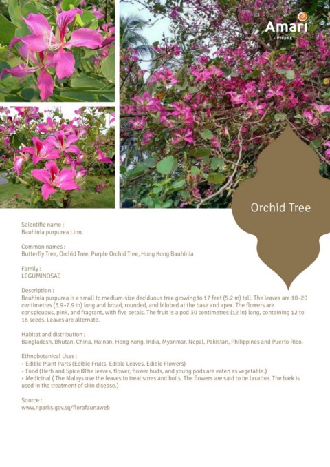 Hong Kong Orchid Tree Arizona