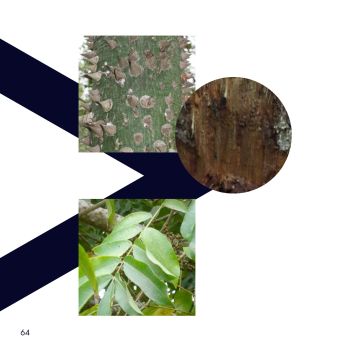 Tachuelo - mbola3082 Flip PDF | AnyFlip