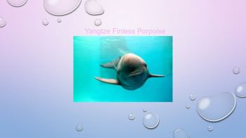 Endangered animals-Yangtze Finless Porpoise - limjinghui007 Flip PDF ...