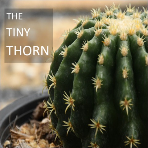 The Tiny Thorn final.1
