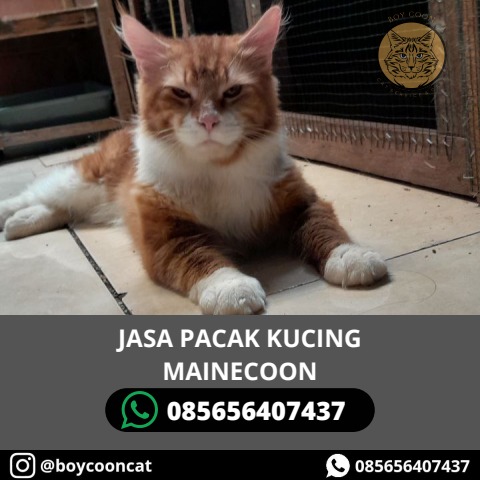 JASA PACAK KUCING MAINECOON - Boycoon Cat service Flip PDF | AnyFlip