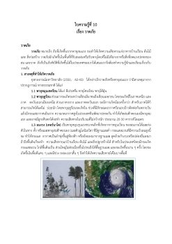 ใบความรู้ที่ 10 เรื่องวาตภัย - tukta Flip PDF | AnyFlip