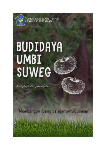 BUKU BUDIDAYA TANAMAN UMBI SUWEK DENGAN OPTIMAL
