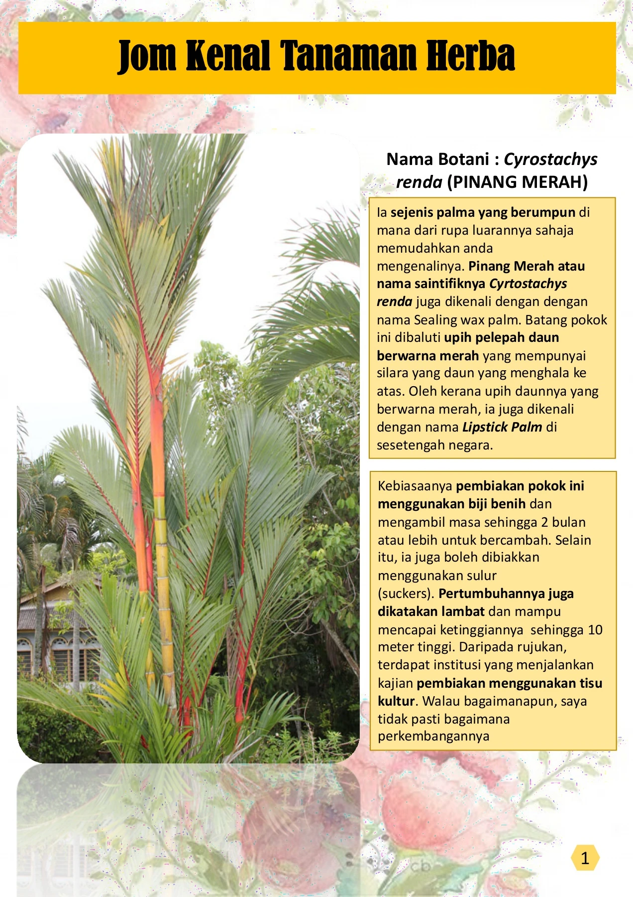 Pohon Pinang Merah