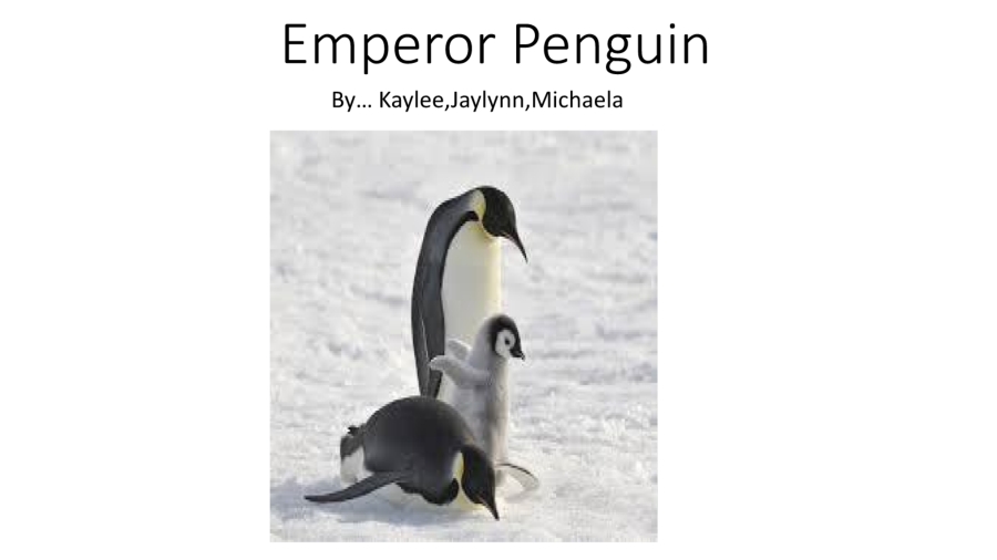 Emperor Penguin - paula.turrner Flip PDF | AnyFlip