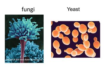 3_Mycology-fungi - อารียา จัตตุกูล Flip PDF | AnyFlip