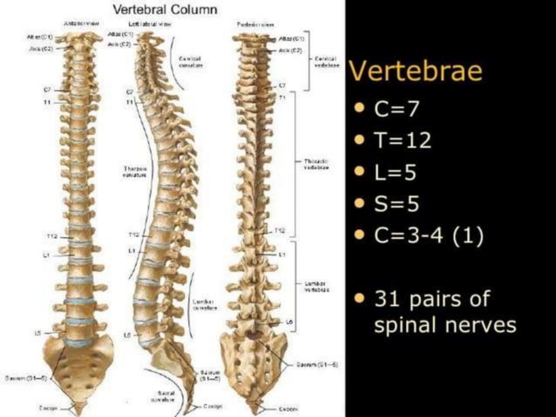 Lumbar Spine Anatomy Ppt