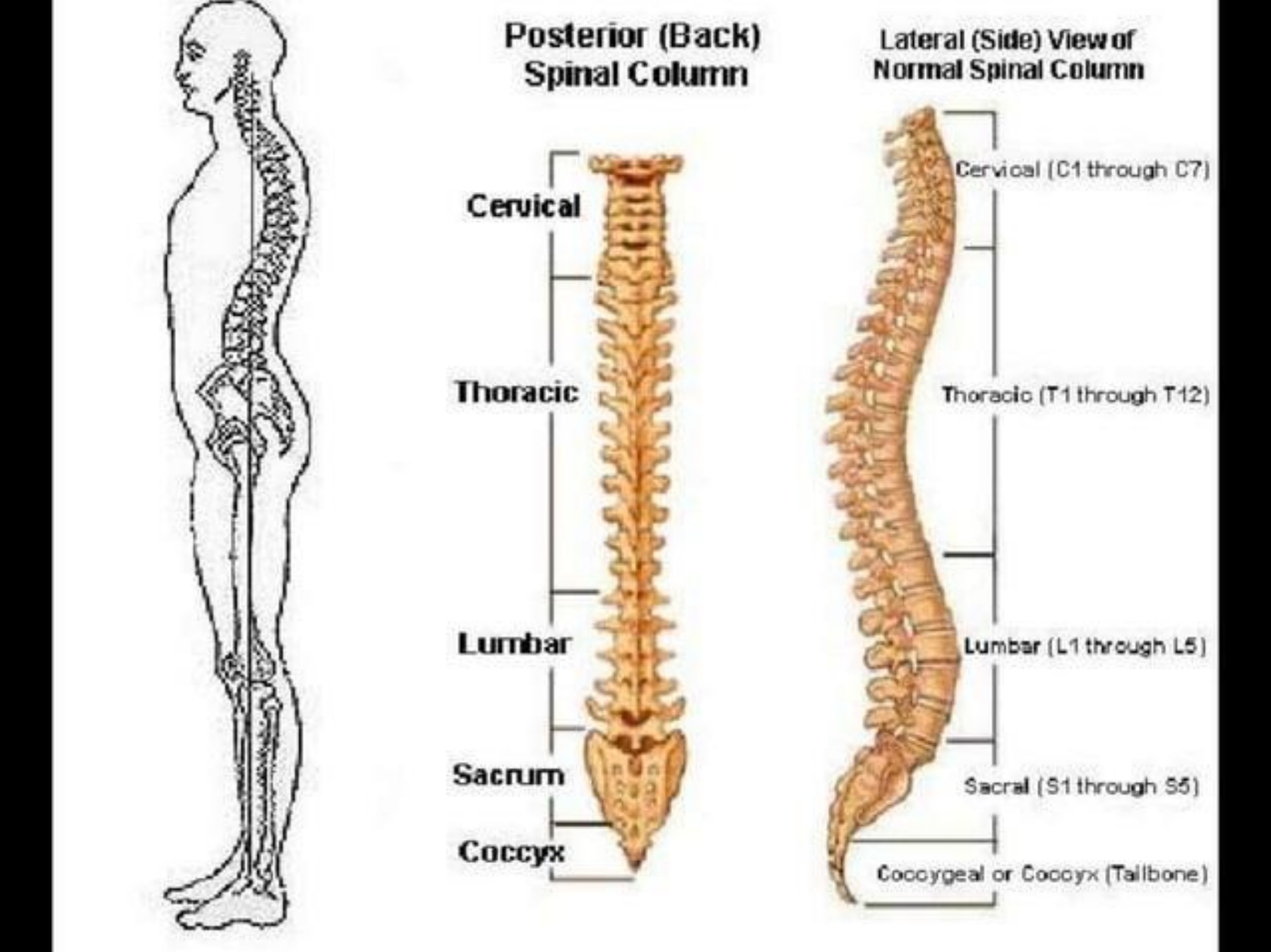 Lumbar Spine Anatomy Ppt