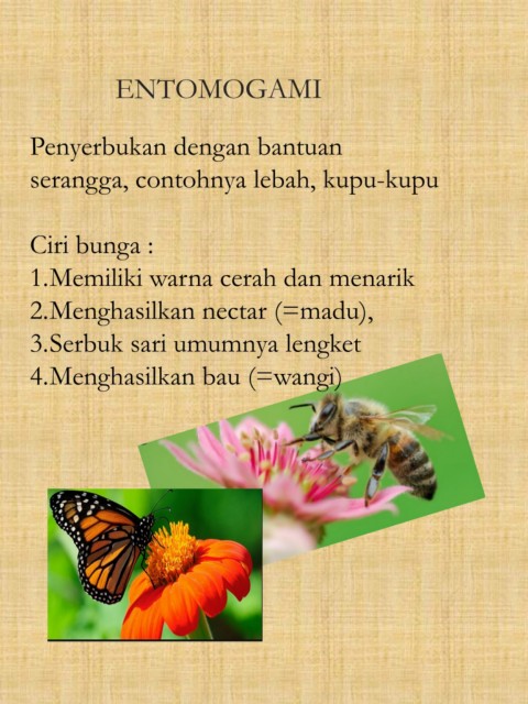 Inilah Contoh Bunga Entomogami yang Lagi Ngetrend - Informasi Seputar ...