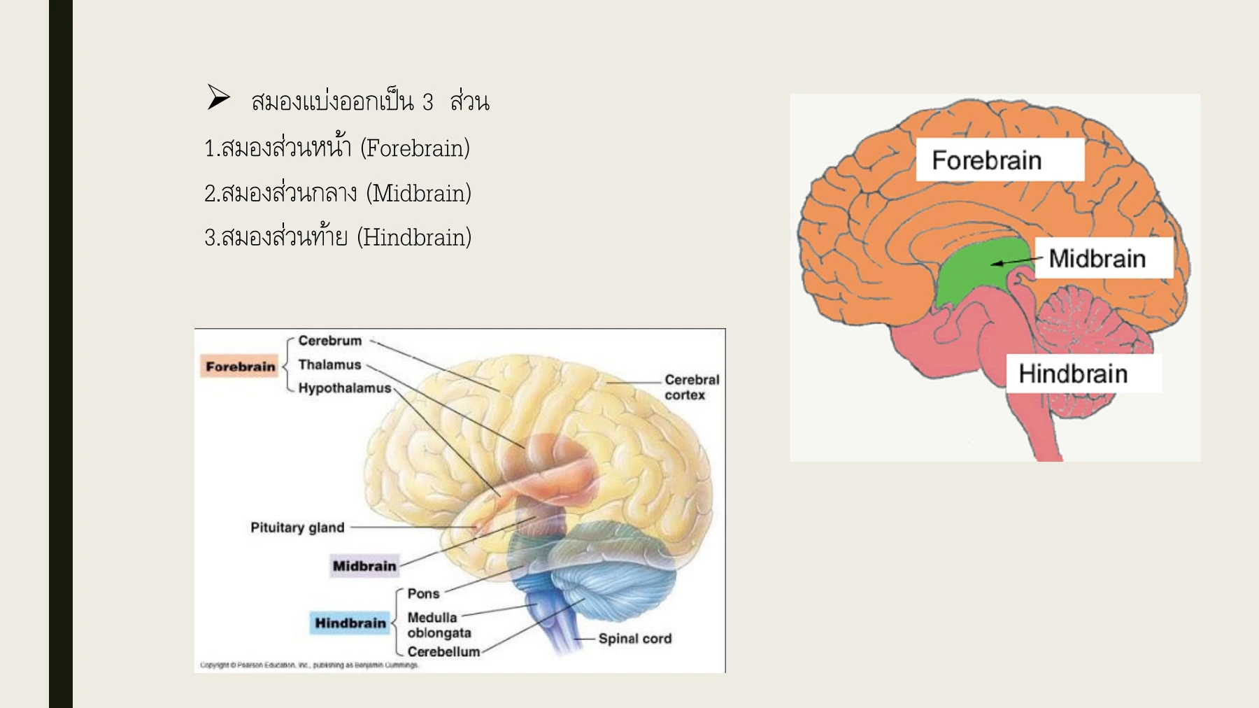 1.anatomy brain