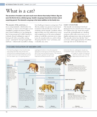 Page 12 - (DK) The Cat Encyclopedia: The Definitive Visual Guide
