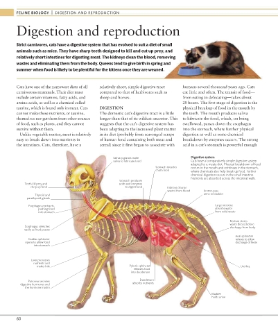 Feline Anatomy Of Digestive System