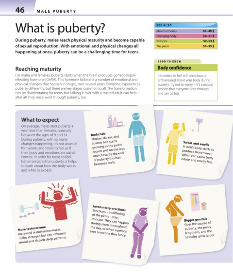 Male Body Hair Stages