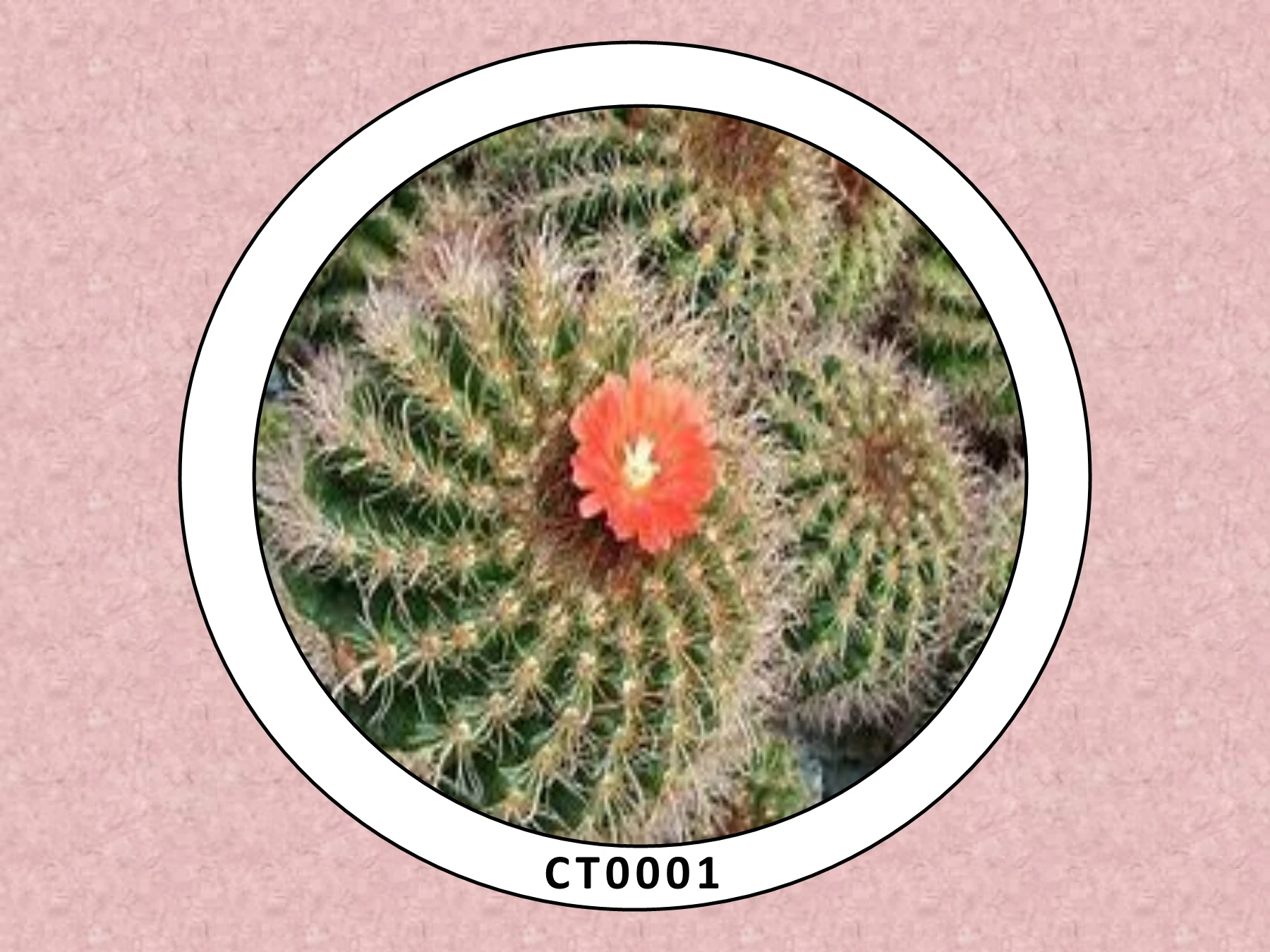 MY CACTUS COLLECTION