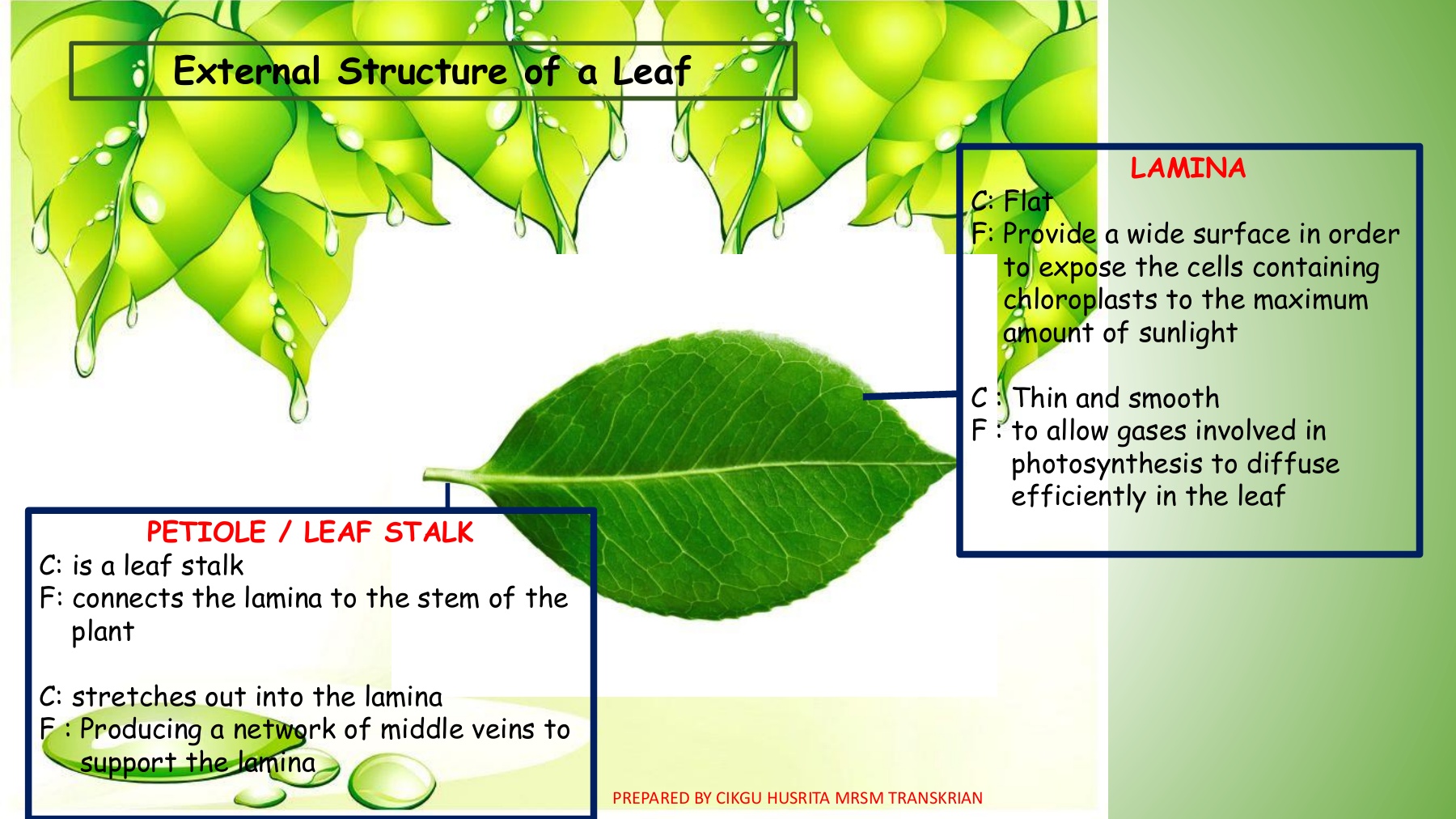 Internal Structure Of A Leaf And Its Function
