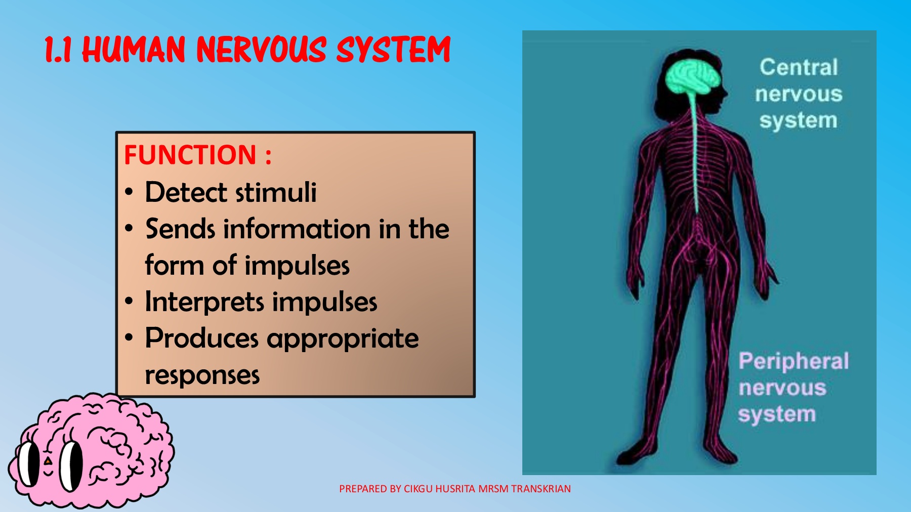 Stimulus Nervous System