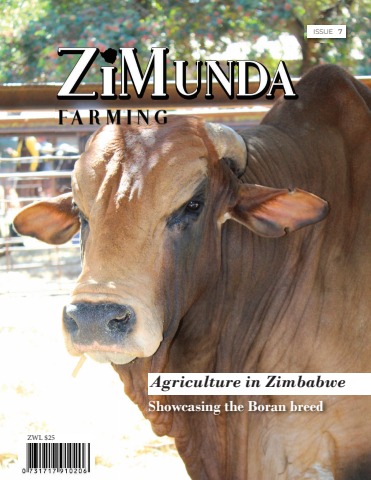 Zimunda Issue 7 - BINDU MEDIA Flip PDF | AnyFlip