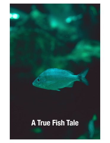 A True Fish Tale - Kenneth-Michael Veltz Flip PDF | AnyFlip