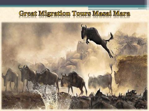 Great Migration Tours Masai Mara