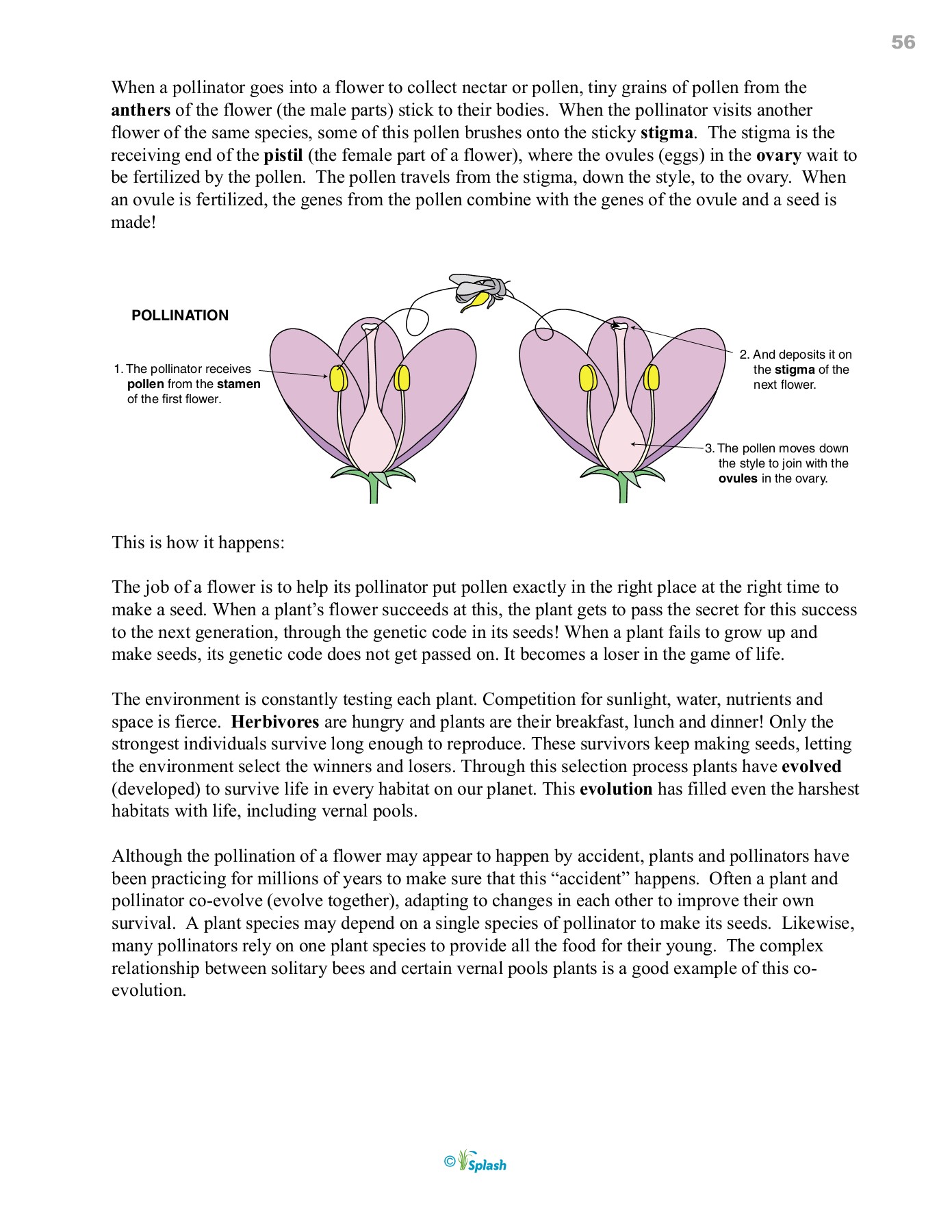 Flower Parts And Pollination Worksheet Answer Key Splash | Best Flower Site