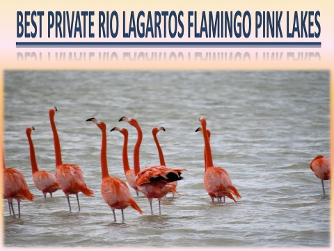 Best Private Rio Lagartos Flamingo Pink Lakes - bestmayatours Flip PDF ...