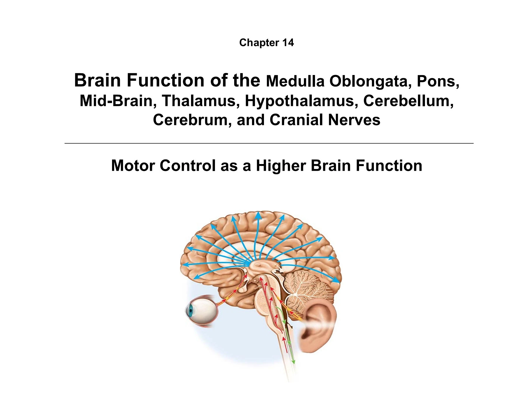 Medulla Function Simple