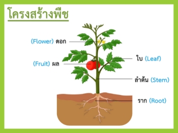 โครงสร้างของพืช ป.4 - Patcharin .I | พลิก PDF ออนไลน์ | AnyFlip