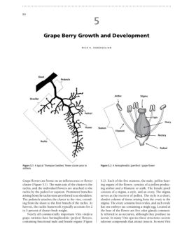 Grape Berry Growth and Development - Guset User Flip PDF | AnyFlip