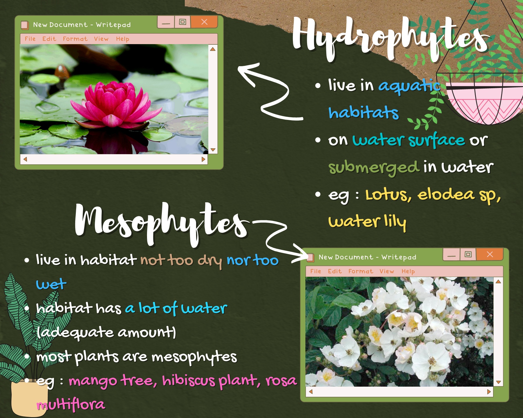 Mesophytes Definition Scotoactive Stomata Occur In(a) Succulent