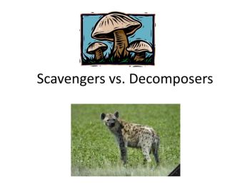 Scavengers vs. Decomposers - Guset User Flip PDF | AnyFlip