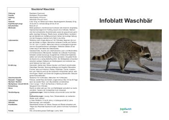 010-01-Steckbrief-Waschbaer-Faltblatt-A4-quer-Version-2.0 - JagdZürich ...
